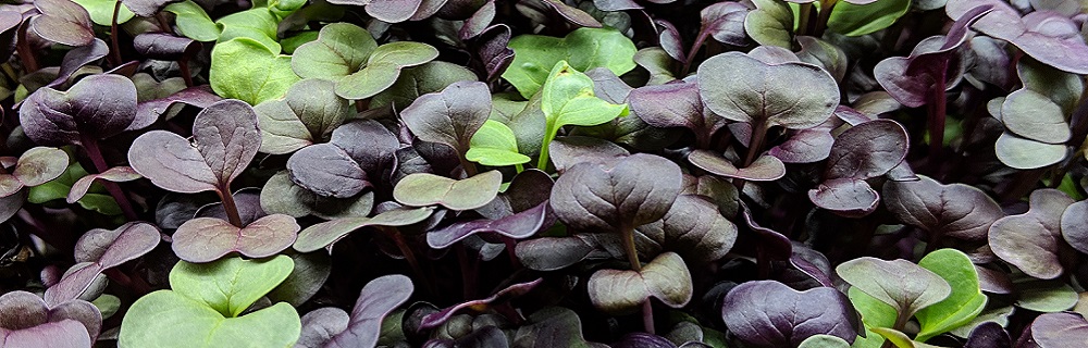 Serving Milwaukee With Local Microgreens | Milwaukee Microgreens