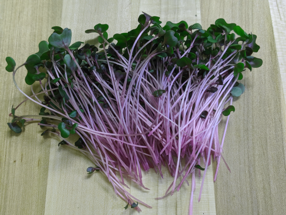 Cabbage Microgreens - Milwaukee Microgreens