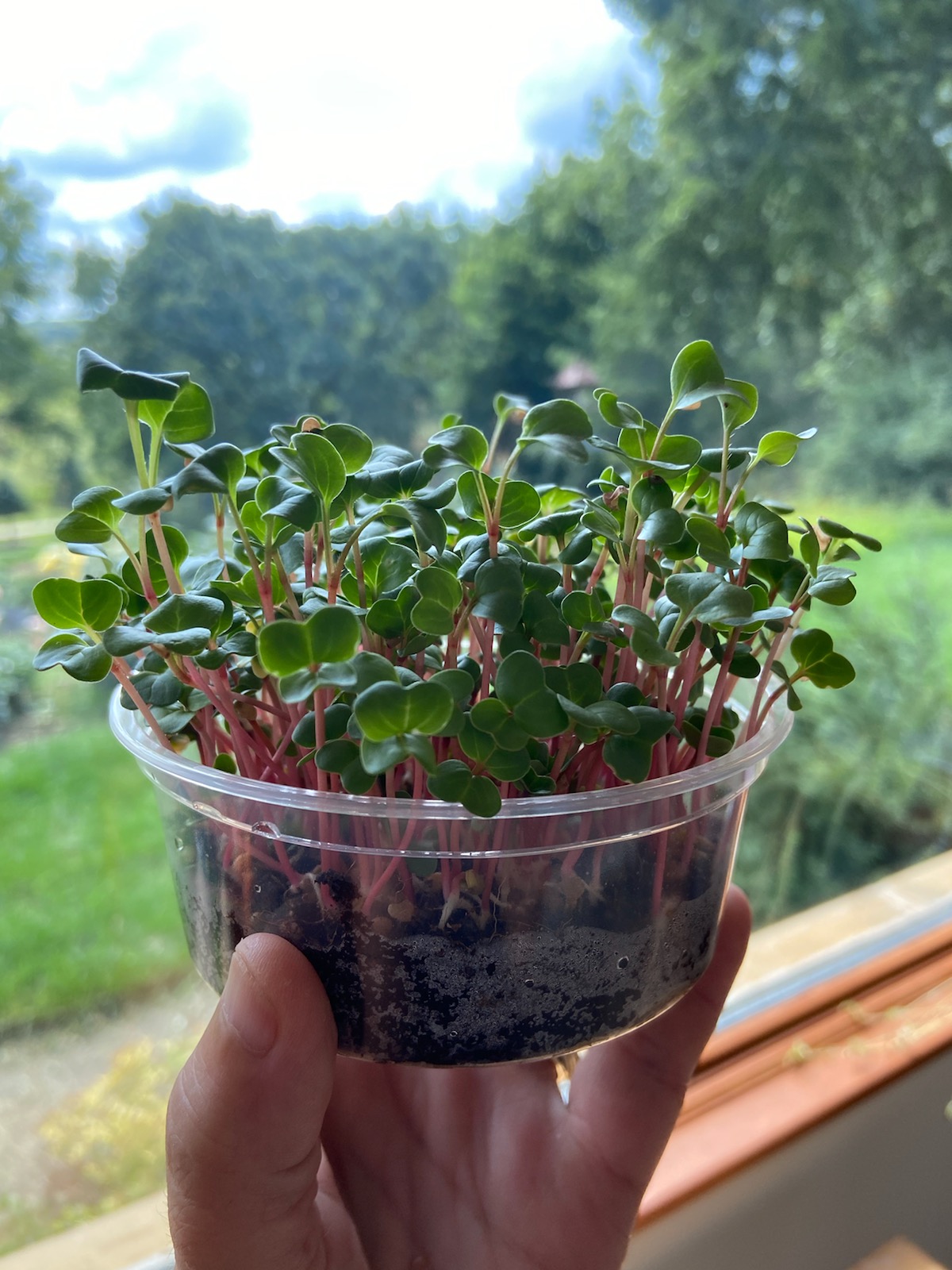 Microgreen Kits: Grow Your Own Microgreens | Milwaukee Microgreens